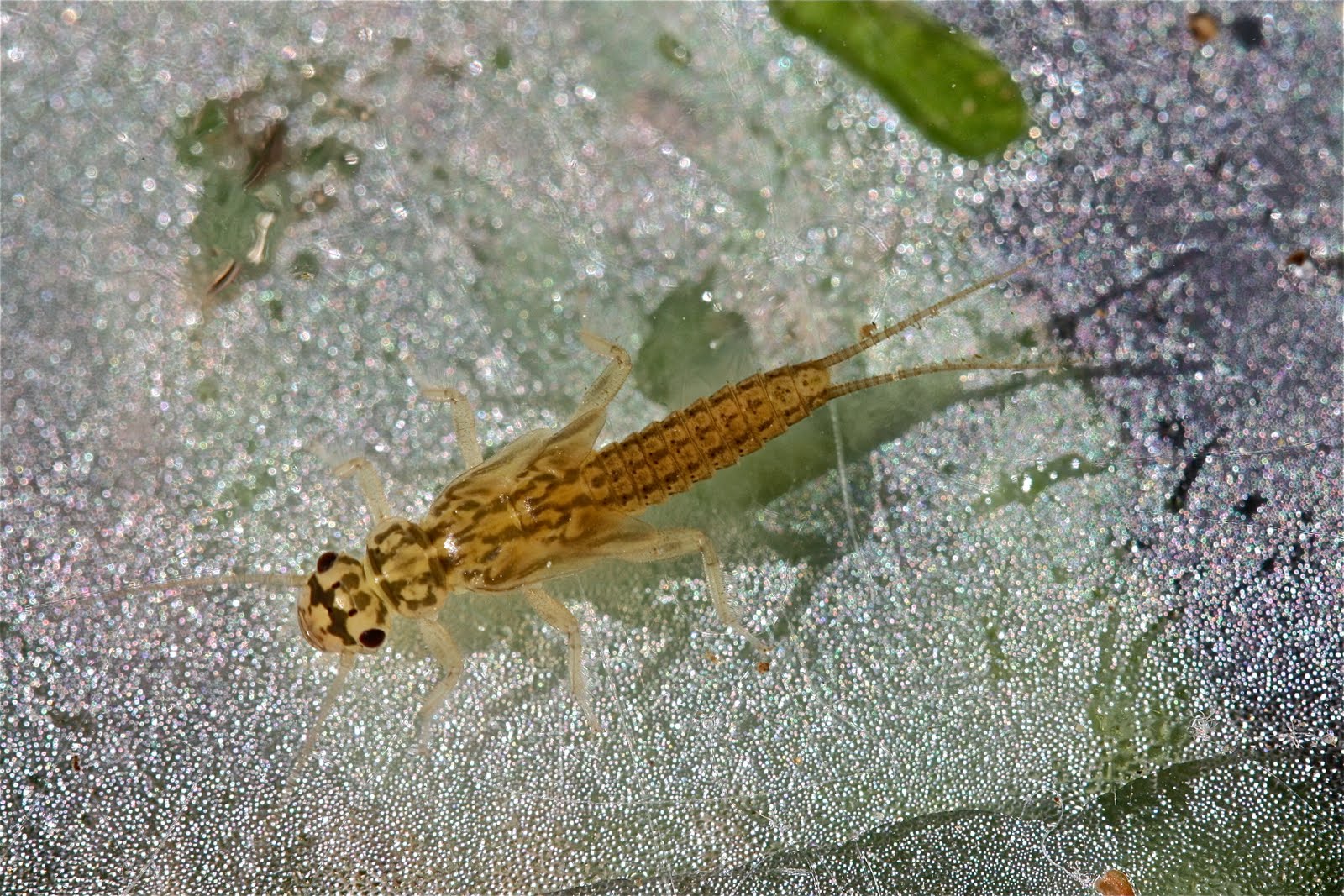 Aquatic Insects of Central Virginia: The Perlodid stonefly, genus ...