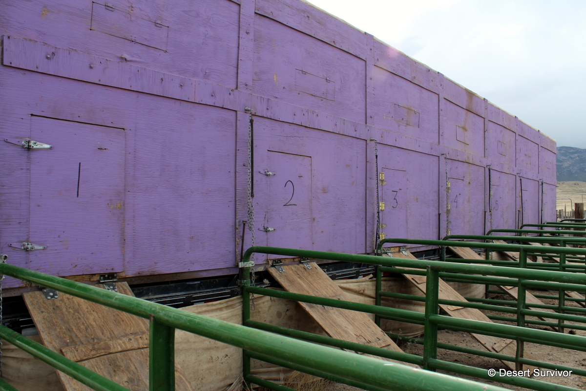 Desert Survivor: Getting Ready to Shear Sheep