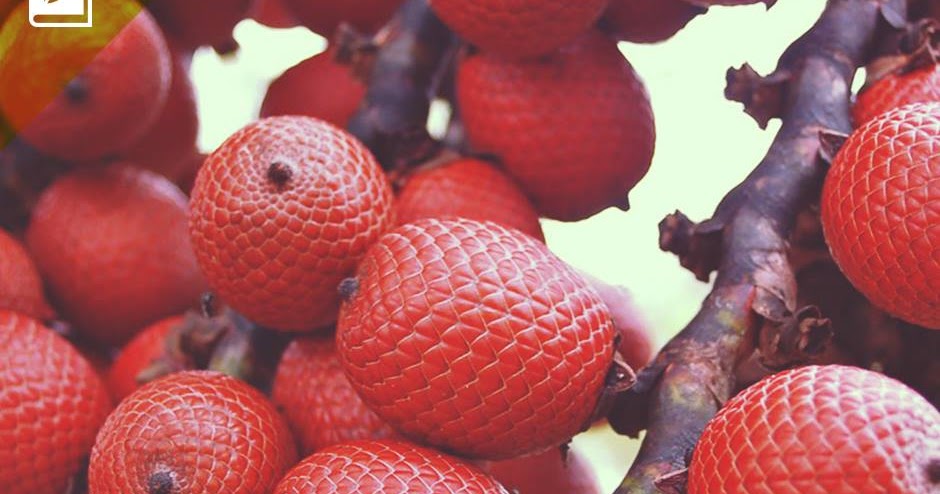 Tempero de Vó: BURITI: VOCÊ CONHECE?