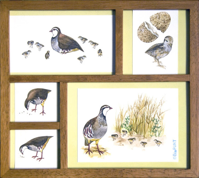 galeria natural & natural gallery: La perdiz-0: el crecimiento