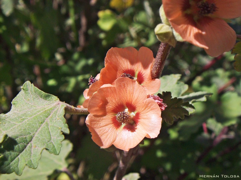 Flora Bonaerense: Malvavisco (Sphaeralcea bonariensis)