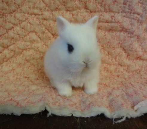 Emily's Hoppin' Hotots