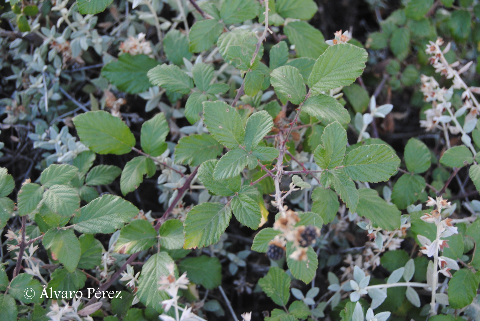 CLONOPSIS: ALIMENTACIÓN