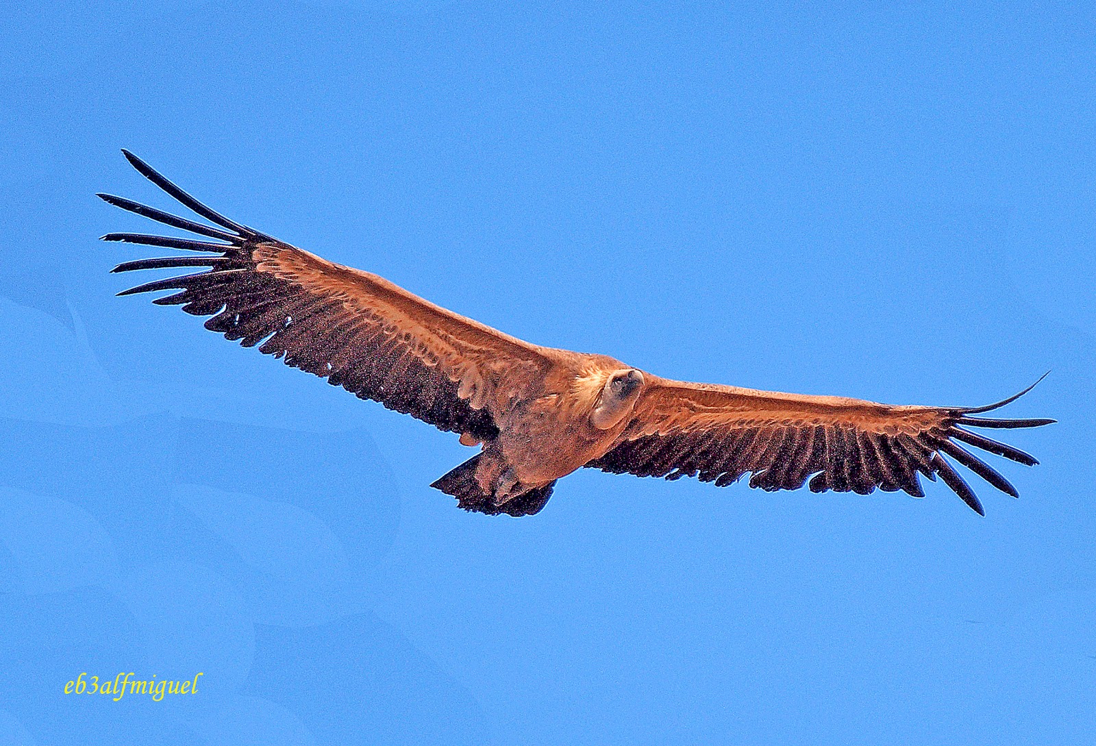 MIS AMIGAS LAS AVES: Buitre leonado (Gyps fulvus)