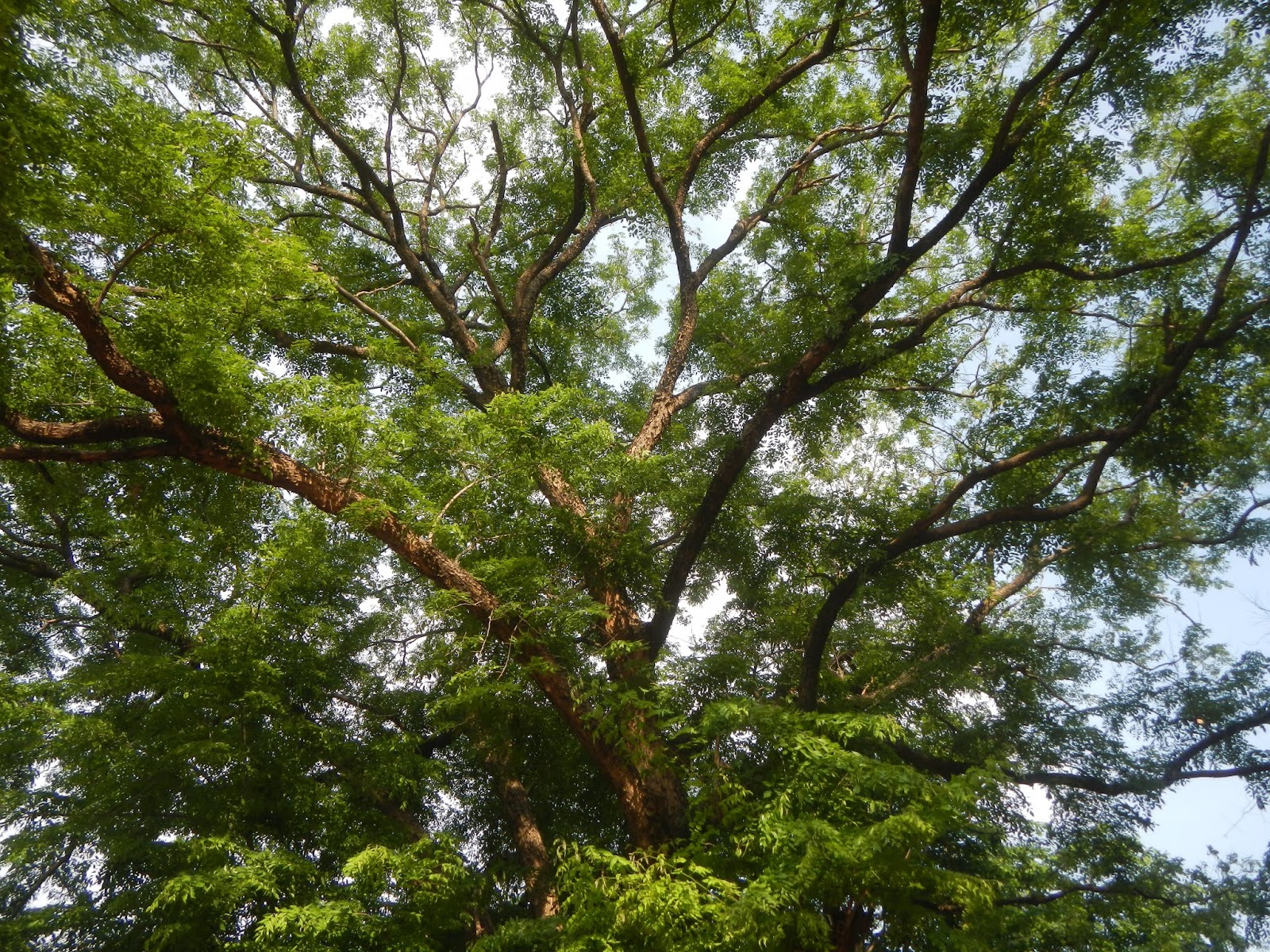 The Wild Tree Home: Narra Tree of the Philippines Puzzle Fundraiser