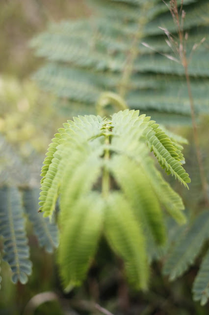 Evergreen Resources Tree Farm: Falcata Trees