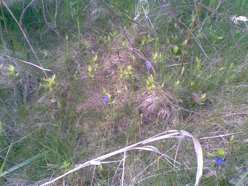 Haslingden's Top O'th Slate Nature Site
