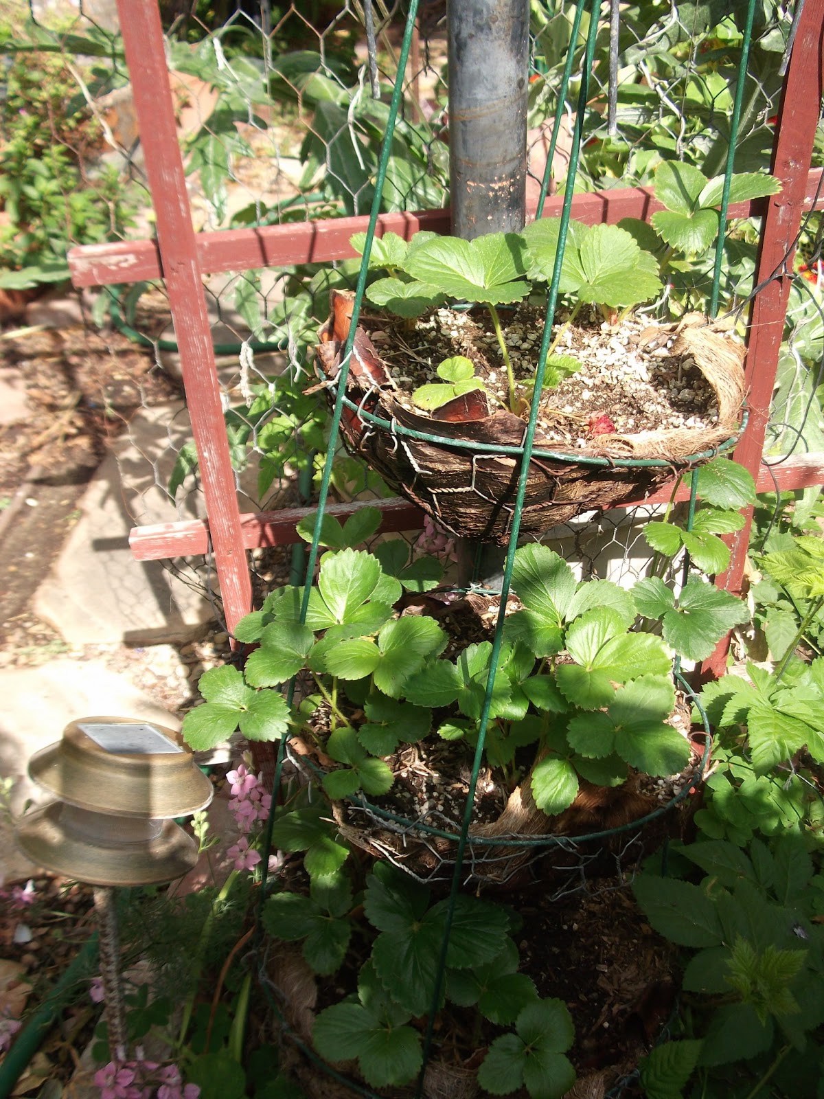 Frugal Garden Girl: The "Invisible" Planter