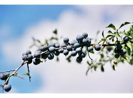 TRIBUNA BERGUEDANA: ARANYONS I "ARÀNDANOS"