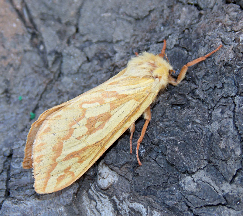 The Garden Moth Challenge: In my Lincolnshire Wolds Garden July update