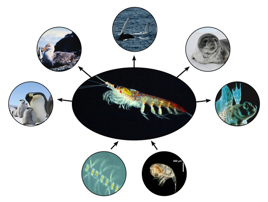 Antarctic Krill- Not That Chill: Why are Krill Important