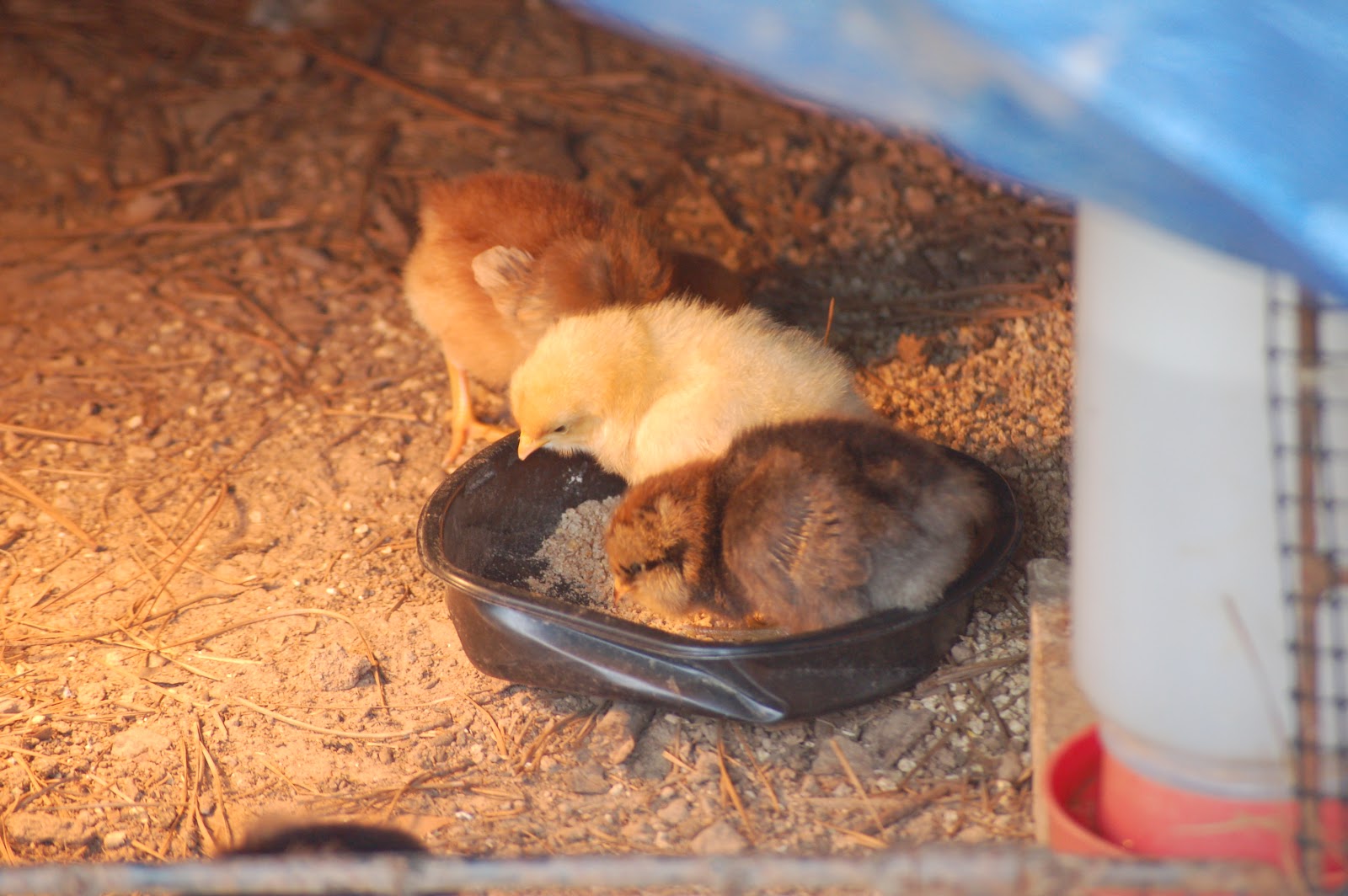 Becky's Barnyard: Baby Chick Time
