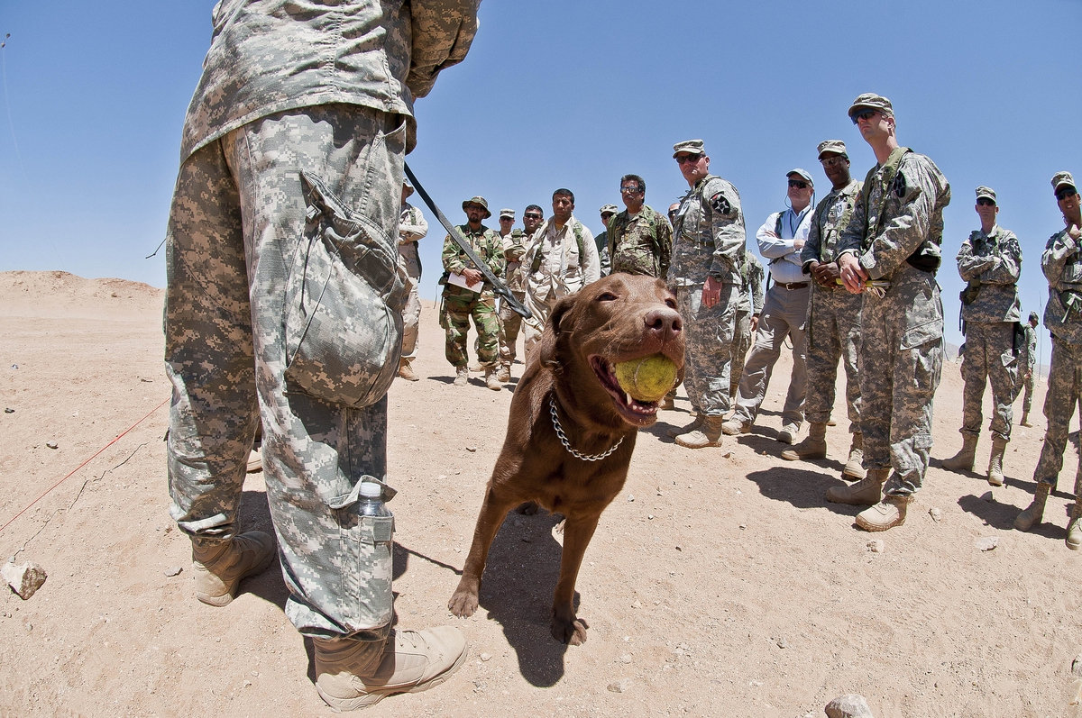 Wounded Times: Army mishandled 200 bomb-sniffing dogs!