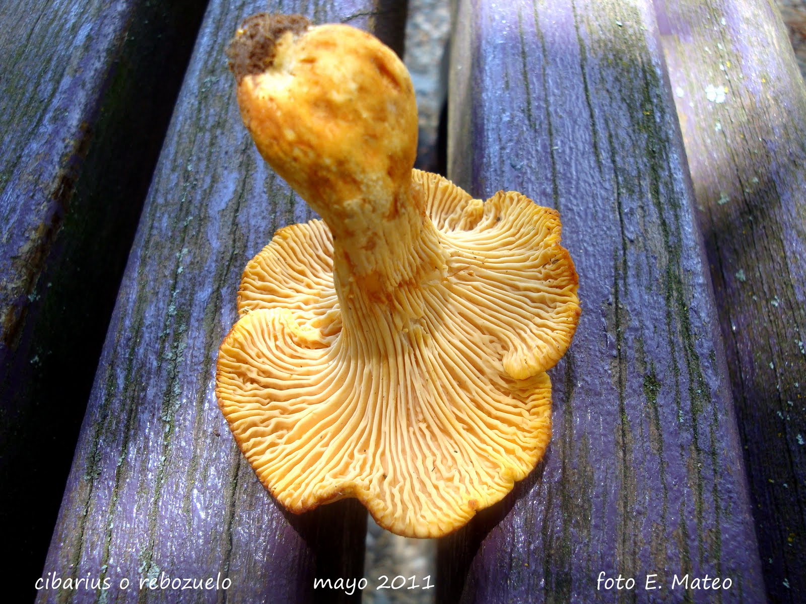 OPINIONES Y HECHOS: EL CANTARELLUS CIBARIUS O REBOZUELO