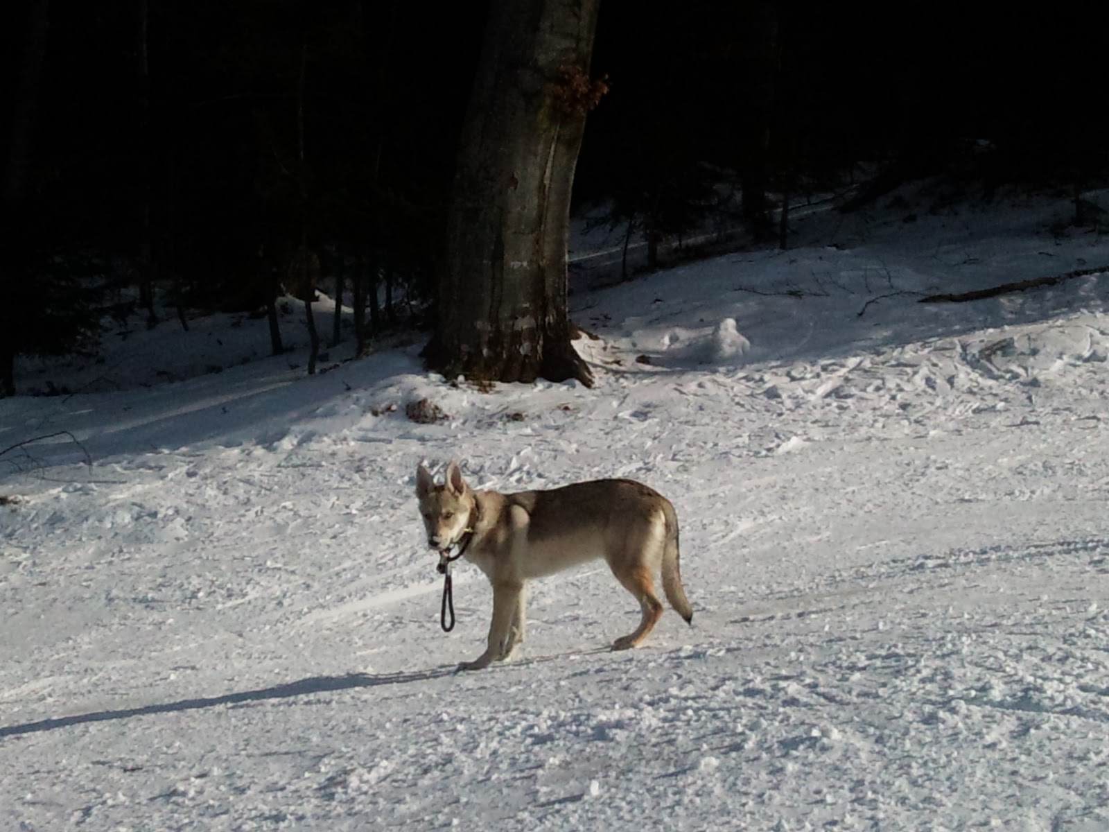 lupul ceh: istoricul rasei Ceskoslovensky Vlcak