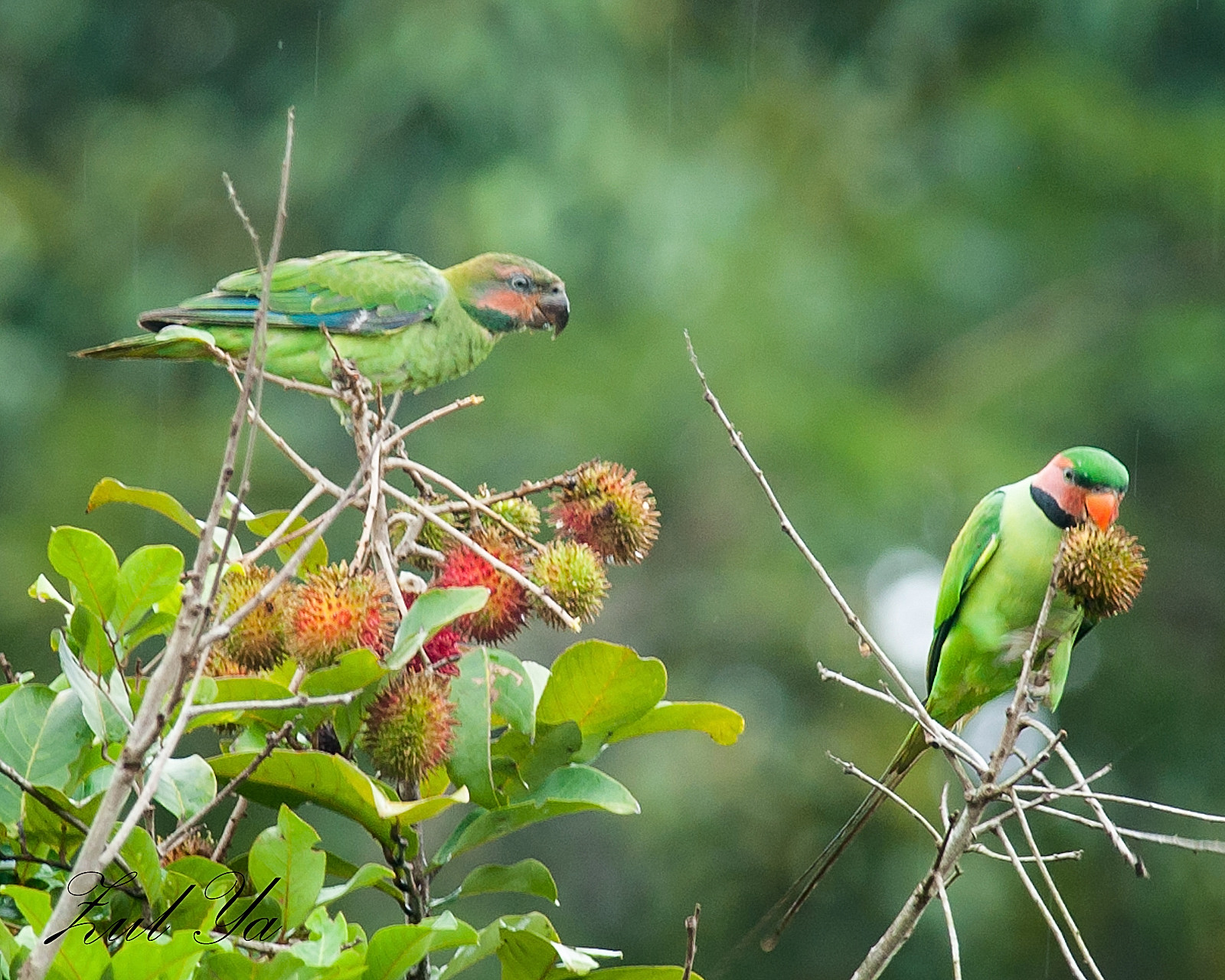 Zul Ya - Birds of Peninsular Malaysia: Year End 2012 - Kampung Mari ...