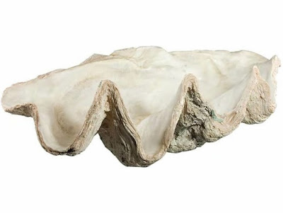 The Uptown Acorn: CLAMoring for the Clam Shell