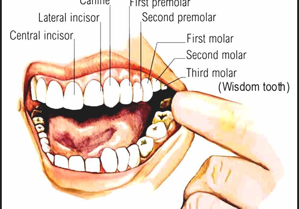 Dentition - Human Dentition