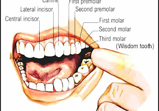 Dentition - Human Dentition