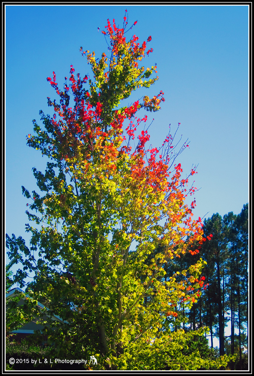 Ocala, Central Florida & Beyond: Fall Colors in Ocala