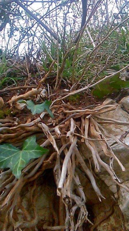 Divlja šparoga: Korijen šparoge