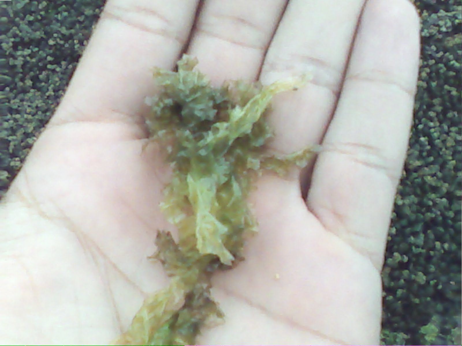 BIOTERRA: ALGA VERDE FAMILÍA Chlorophyta