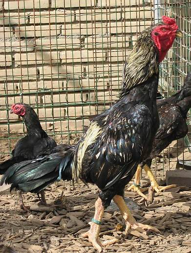 KING GHAZI: Best Asil 2