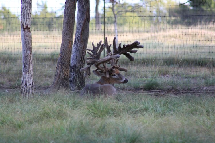 $1,000,000 Deer at the Deer Farm in Leonard, Texas - World Of Technology