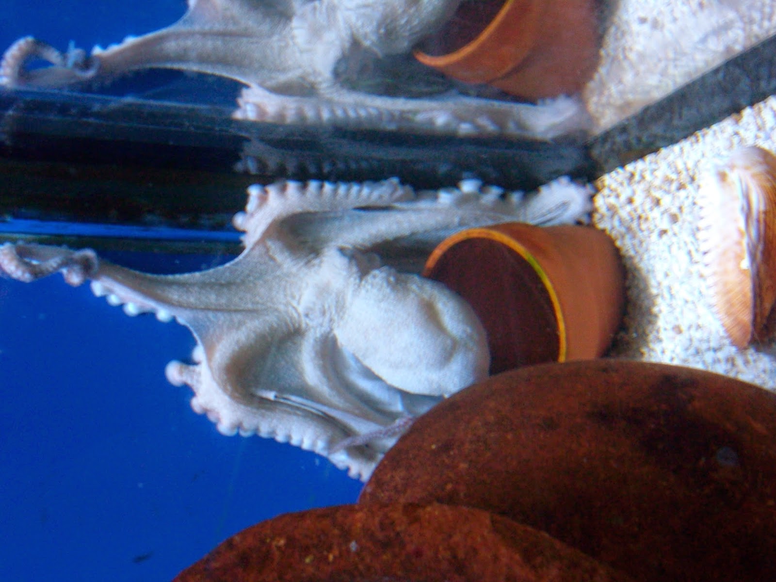 ZooZooReview: Best 100 Animals We Have Seen In Zoos (30-21)