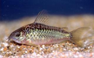 Callichthyidae Armoured Catfish - Fishes World - HD Images & Free Photos