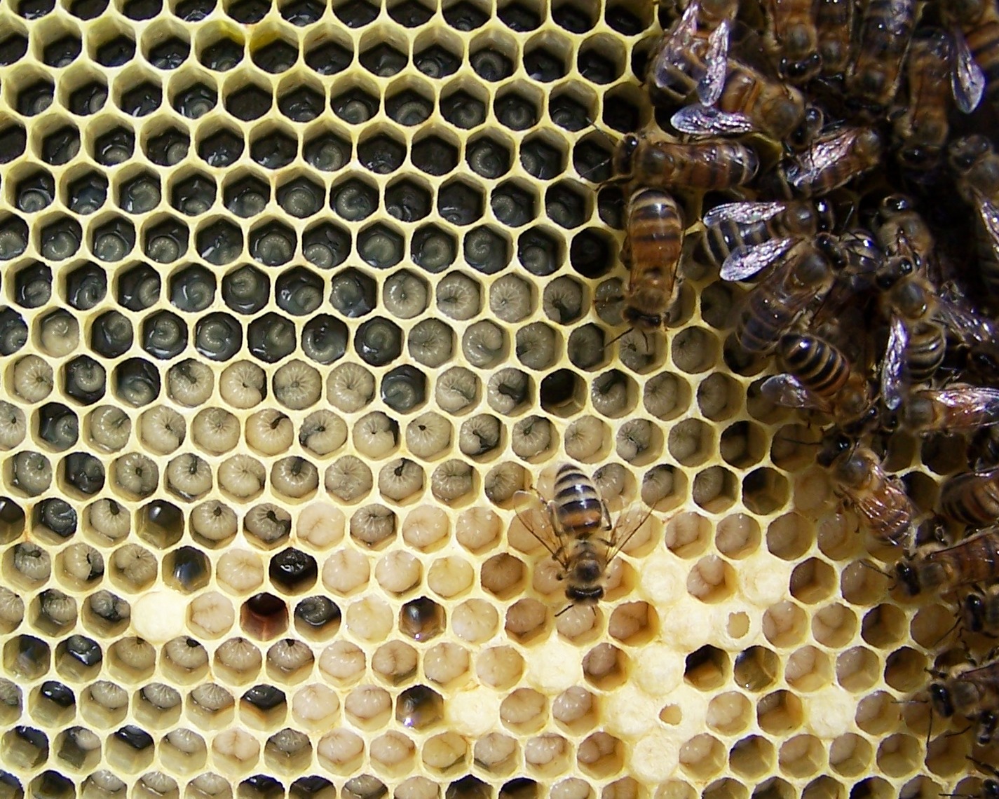 The Peace Bee Farmer: July 2012