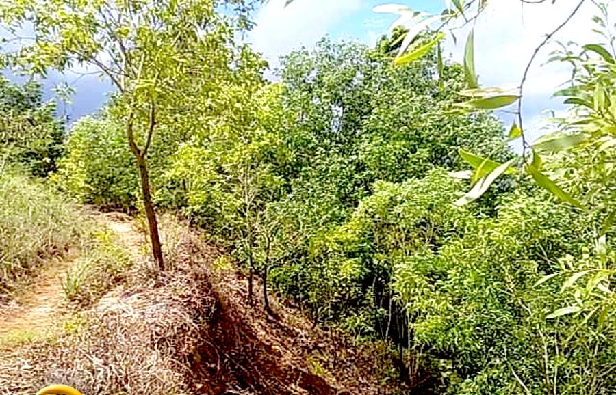 Mambulaoans WorldWide Buzz: Johson Gold Mining in tree planting program