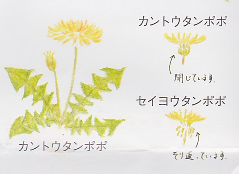 Dandelions, Tampopo, and Noodles