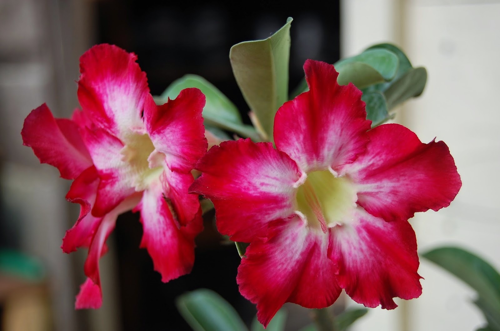 CARA MERAWAT TANAMAN BUNGA ADENIUM (KAMBOJA JEPANG) | VISIUNIVERSAL