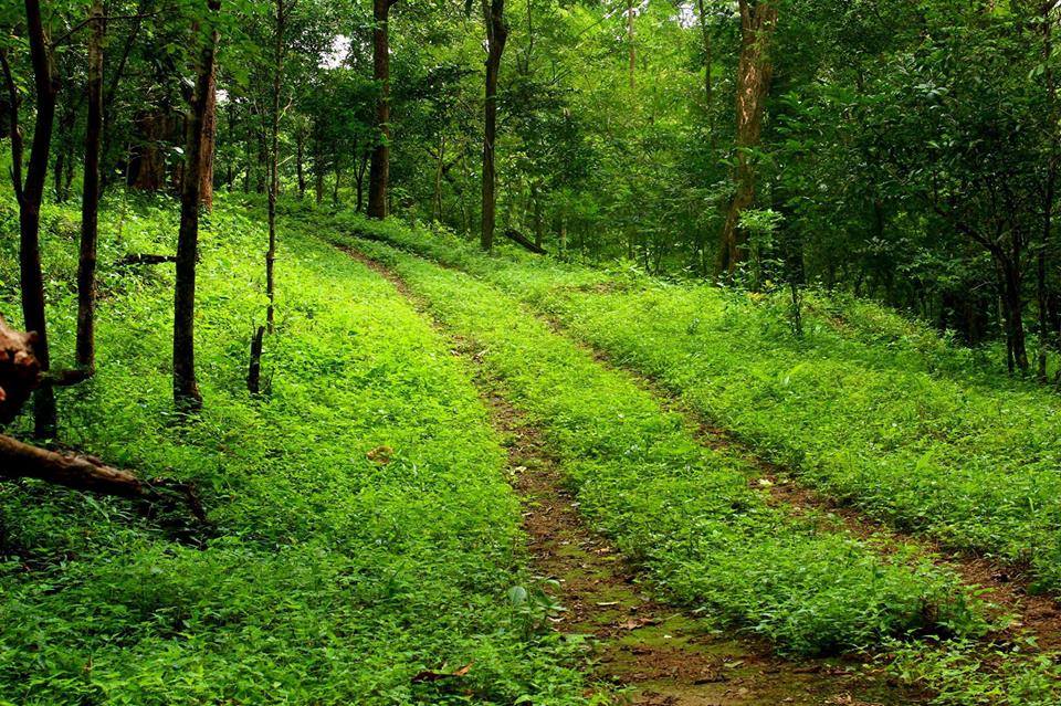 കാടിന്റെ തണുപ്പും കാഴ്ചകളുമായി ചിമ്മിണി വൈൽഡ് ലൈഫ് - Chimmini Wild Life ...