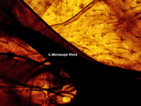 Microscope World Blog: House Fly Under Microscope!