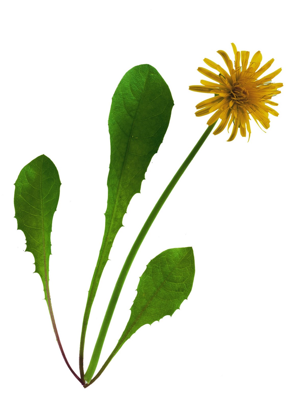 Löwenzahn - Inhaltsstoffe und Wirkung | Fit & Gesund