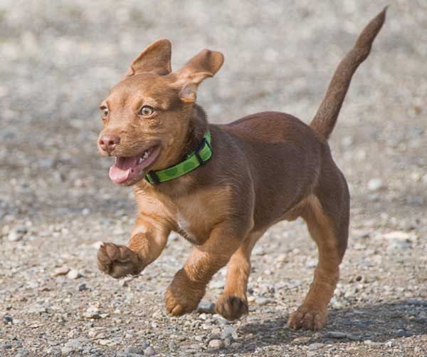 Dog Portrait Photography: April 2011