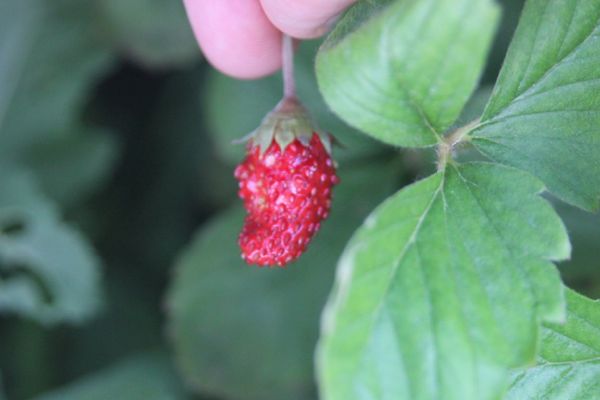 Mudflower: Strawberry x Raspberry intergeneric hybrid berry taste