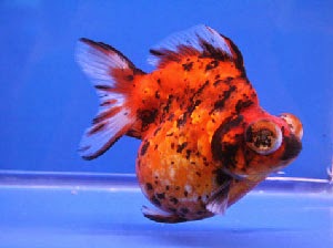 Fresh Water Fish Keeping: Gold Fish Ryukins