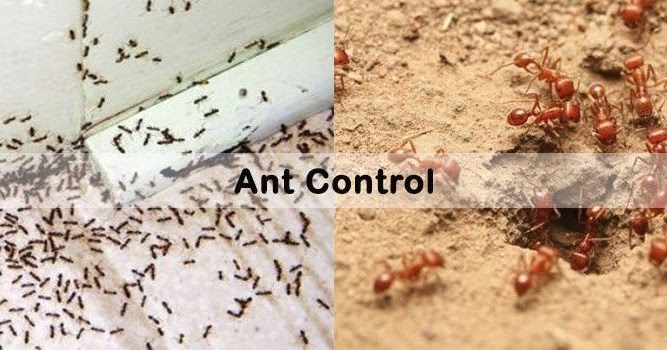 Carpenter Ant Control: Little Pest, Big Problems - CLEAR OUT ANTS WITH ...