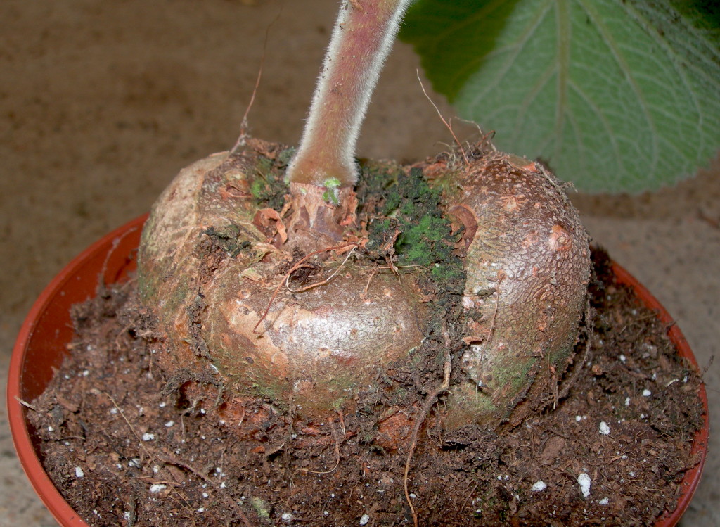 Viveros Vangarden: Un hermoso tubérculo