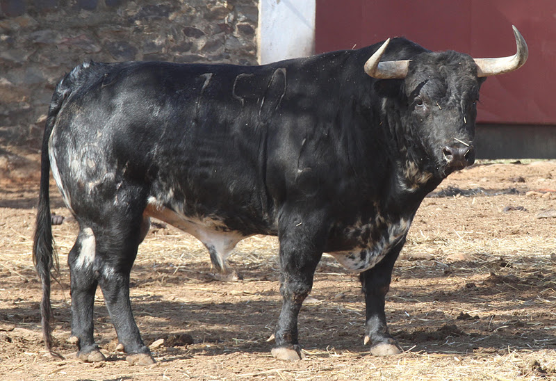 ESPAI TAURÍ: Penya Taurina El Piló. Almassera