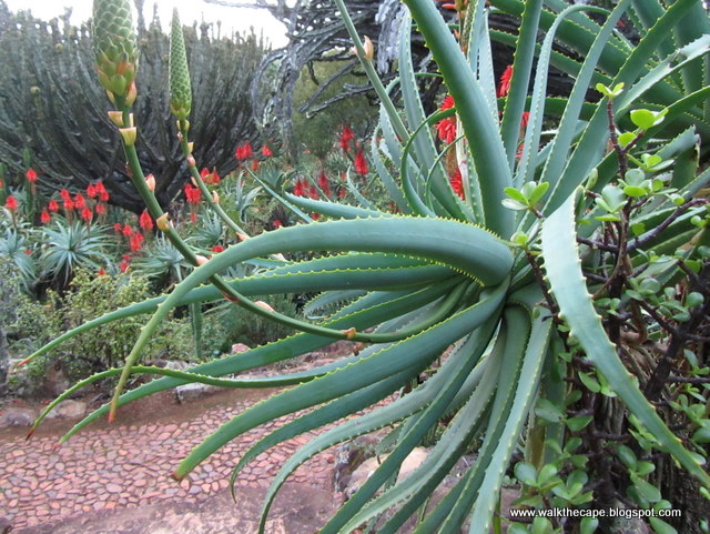 Walking the Cape: Kirstenbosch: 'Allo Aloe