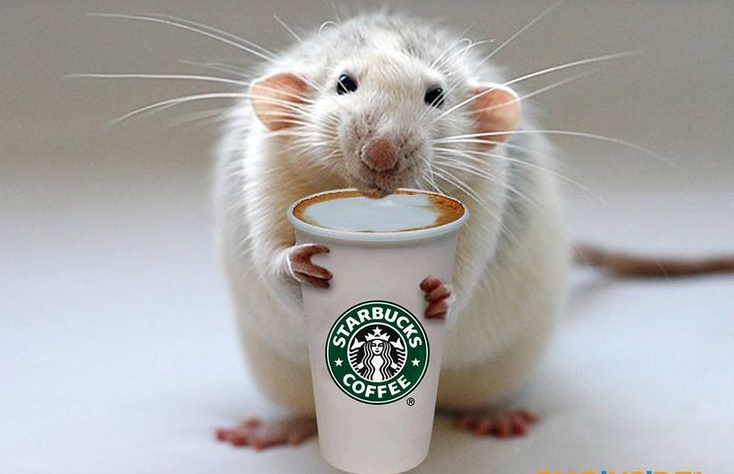 Truth behind the rat in Starbucks coffee in Manila finally revealed ...