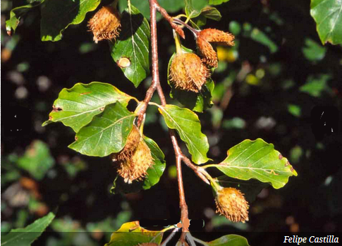 elarbolmiamigo-encinarosa: Fagus sylvatica – Haya
