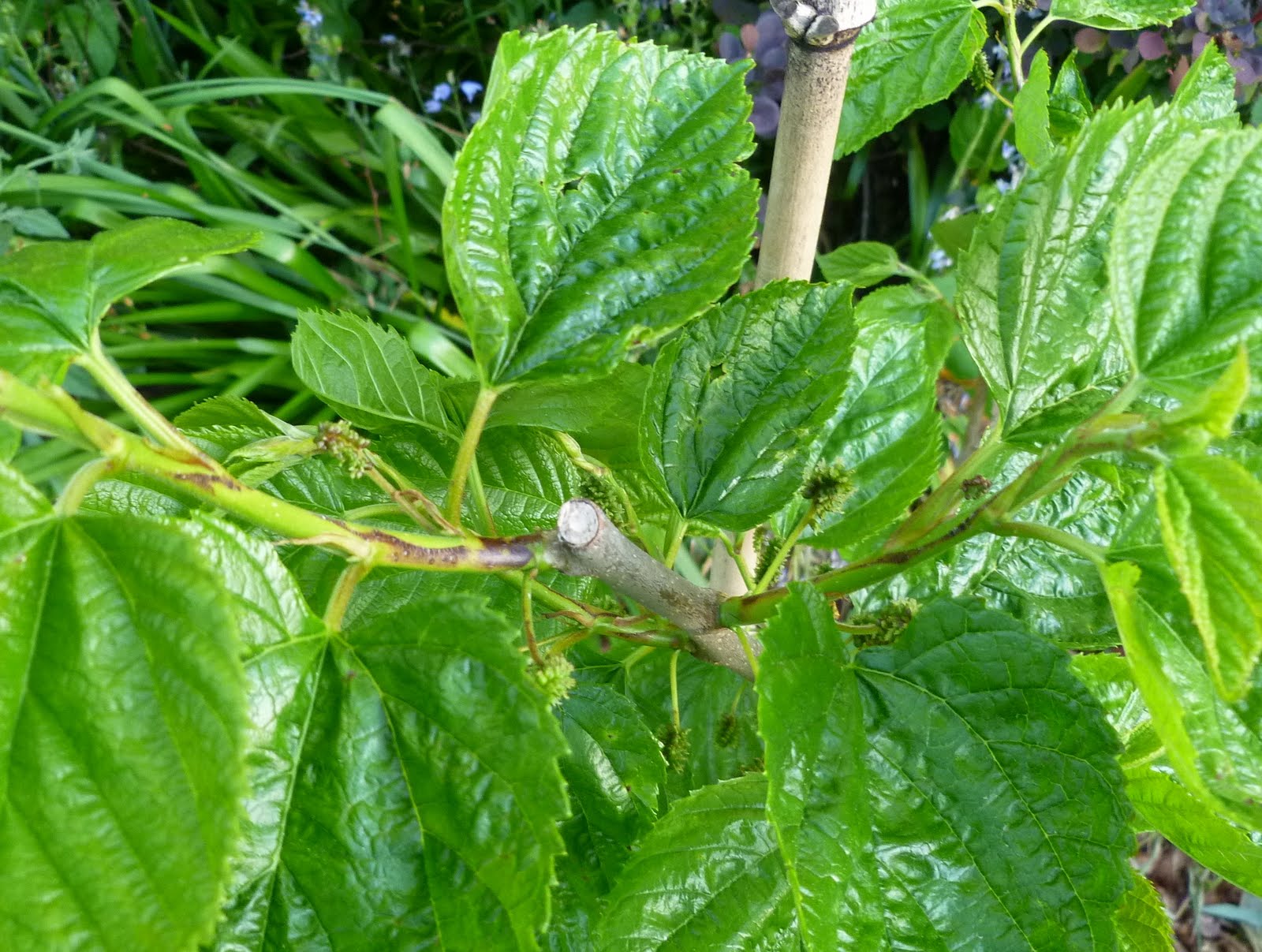 Daniel's Pacific NW Garden: Mulberry