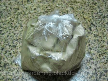 Practical Gardening: Cleaning and Storing Gynura Procumbens (Sabungai)