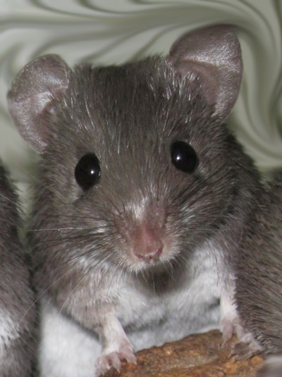 African Spiny Mouse with with salamander-like regenerative abilities ...