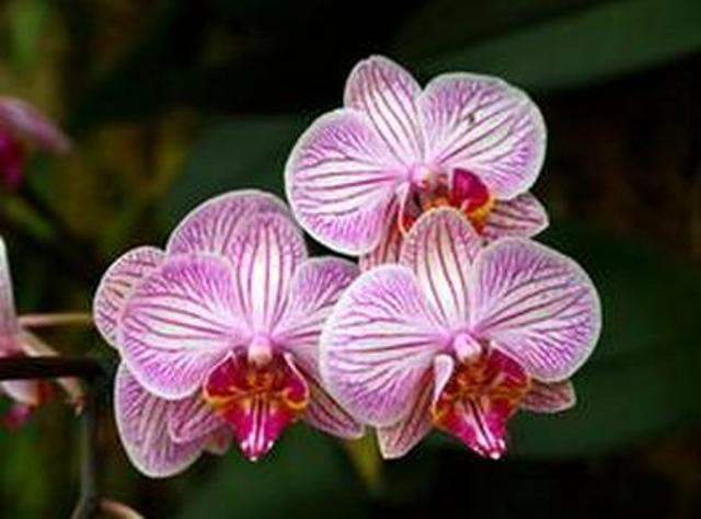 #Amazônia - Flores na floresta amazônica